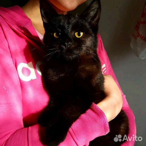 Кошка Луна