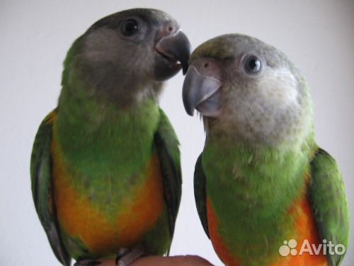 Ручные птенчики Сенегальского попугая