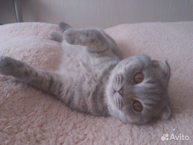 Кошка скоттиш-фолд Адюша ищет новую семью