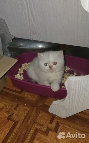 Кошечка метис