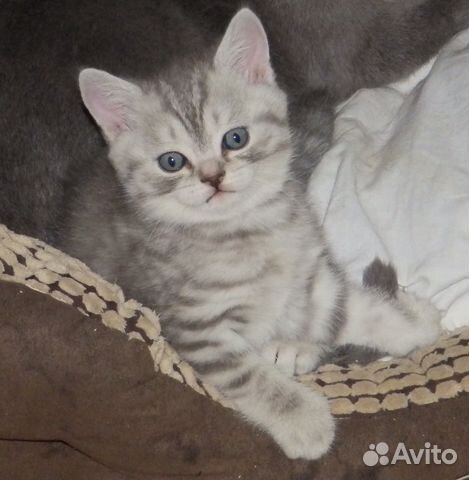 Мимимишная кошечка - котеночек