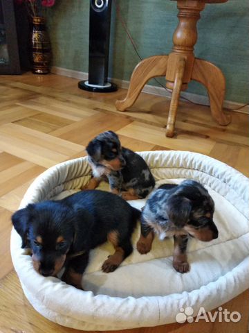 Таксята мраморные