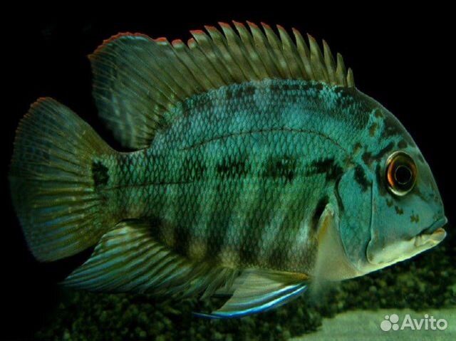 Hoplarchus psittacus