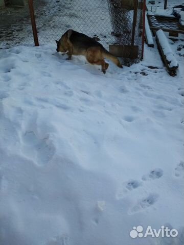 Немецкая овчарка, сучка