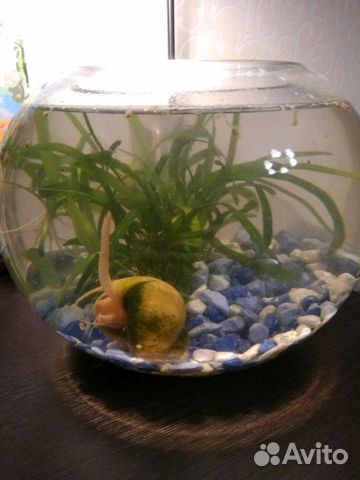 Улитки ампулярии+водоросли