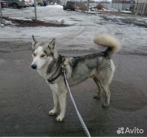 Отдам собаку хаски в добрые руки