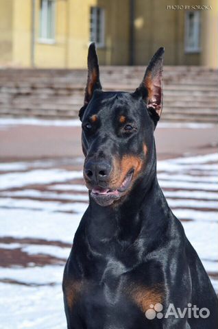 Щенки добермана резерв