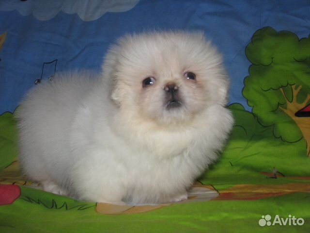 Девочка конфеточка