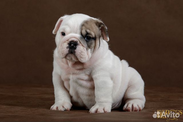 Перспективные щенки англичане