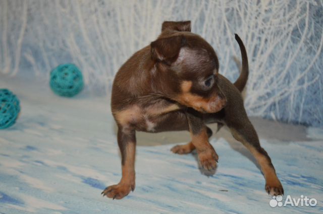 Шоколадная Леди