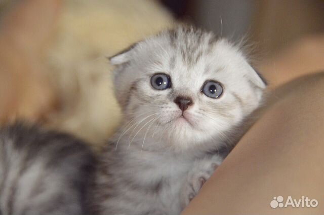 Шотландские котята(скоттиш-фолд, скоттиш-страйт)