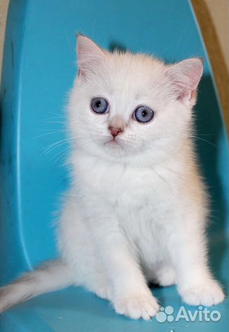 Британские котята
