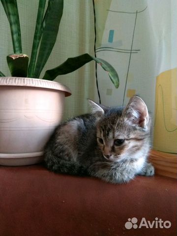 Котик 1,5-2 месяца