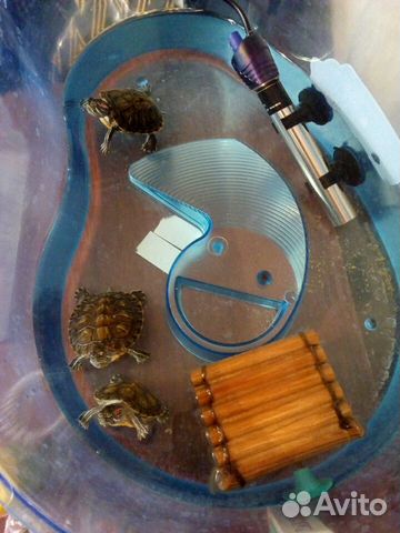 Красноухие черепахи