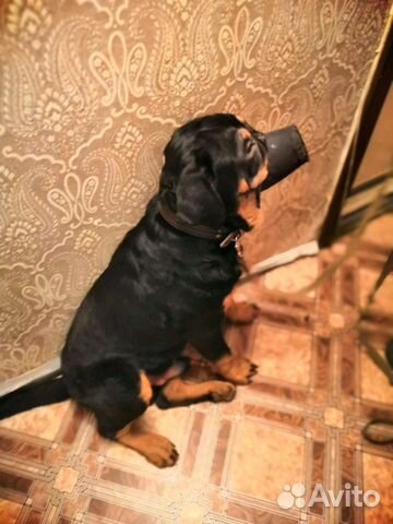 В хорошие руки