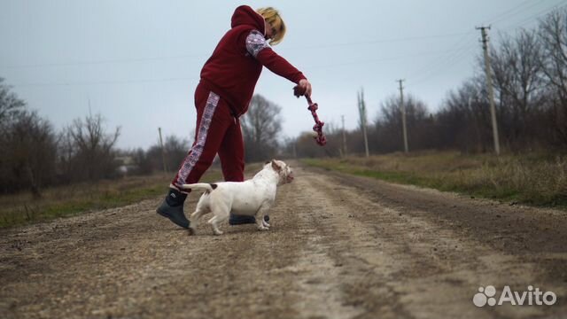 Американский Булли девочка редкого окраса 6 мес