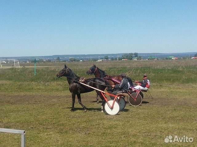 Продам чистокровную лошадь