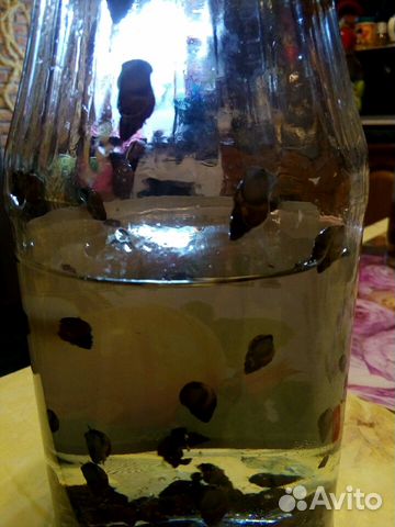 Продам улитки