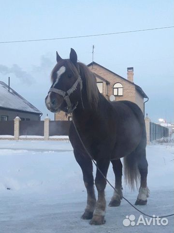 Лошадь