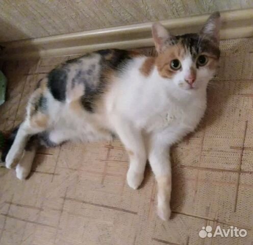 Мотя ищет дом