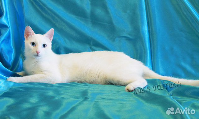 Голубоглазый блондин, на весь край такой один