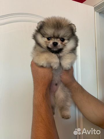 Шпиц хорошие ребята