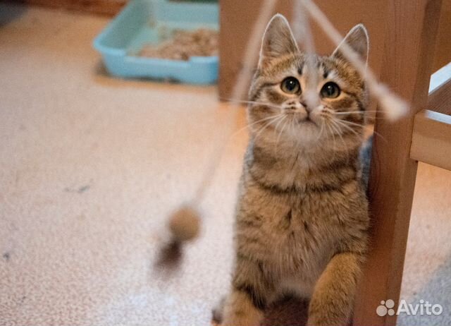 Ушастик котенок в добрые руки мальчик