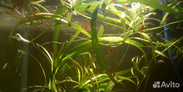 Мальки меченосца