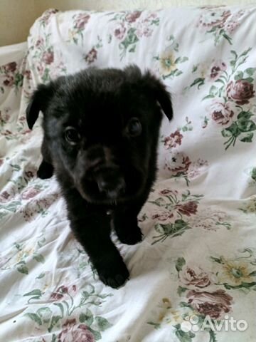 Щенок черный немецкой овчарки
