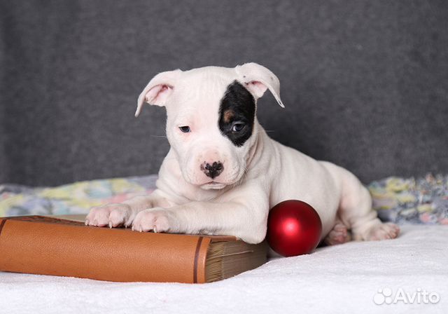 Кукольная девочка амстаффа