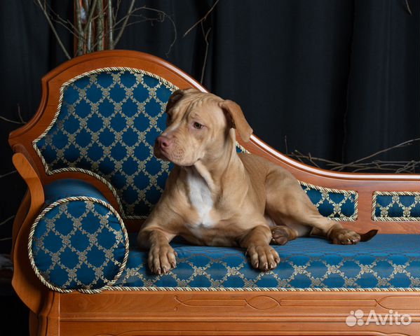 Перспективная сука апбт