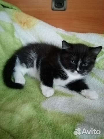 Шикарный котик, 2 мес
