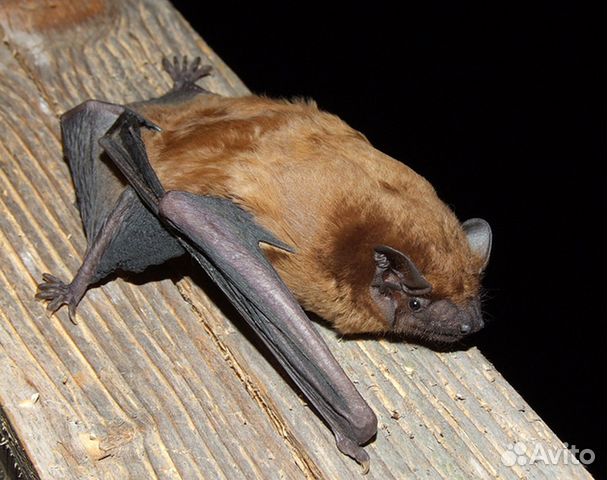 Отдам летучую мышку