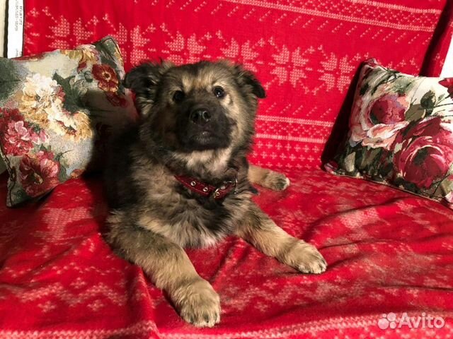 Щенок 3 мес. овчарки девочка Кристи,привита