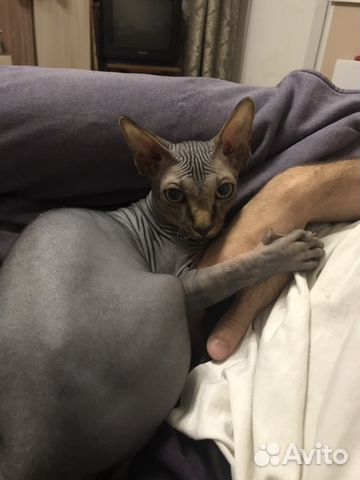 Вязка Канадский сфинкс