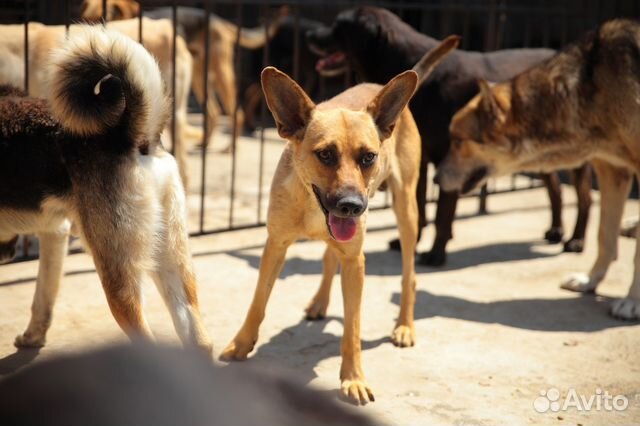 Дэнни нужен дом