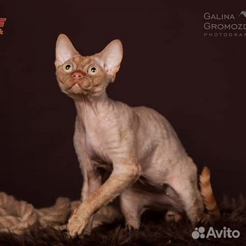 Циннамоновый кот в эксримальном типе