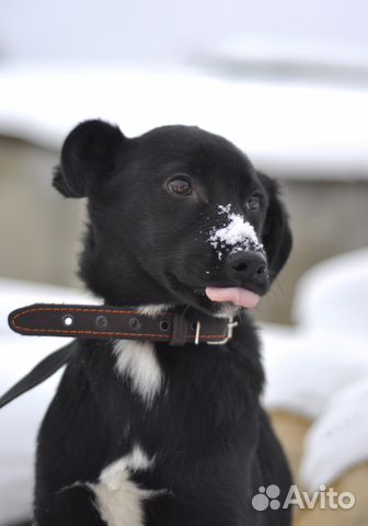 Ласкуша