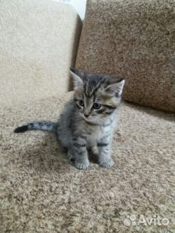 Котёнок