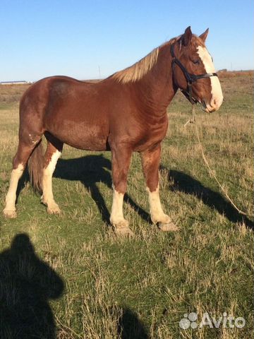 Продам Жеребца 2,5 года. Отец тяжеловоз, мать полу