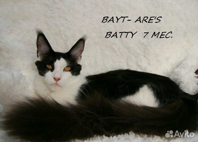 Котенок Мейн-кун с шикарным хвостом