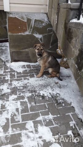 Щенки в добрые руки.Щенок в дар