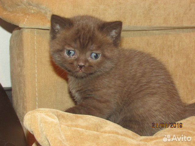 Коричнево-дымчатая девочка 1 мес