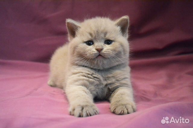 Очаровательный британский малыш котик Лео