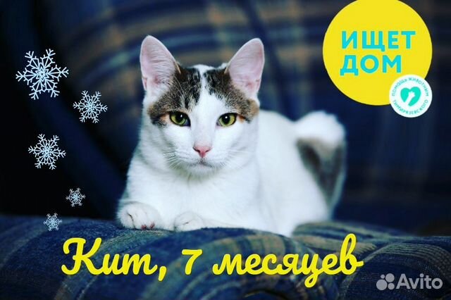 Кот в добрые руки