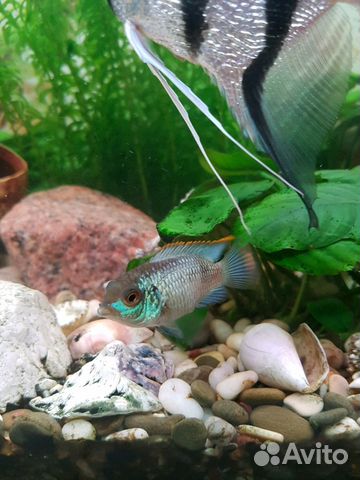 Цихлиды, золотая рыбка