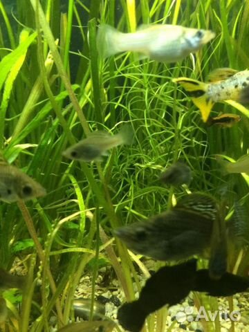 Моллинезия велифера