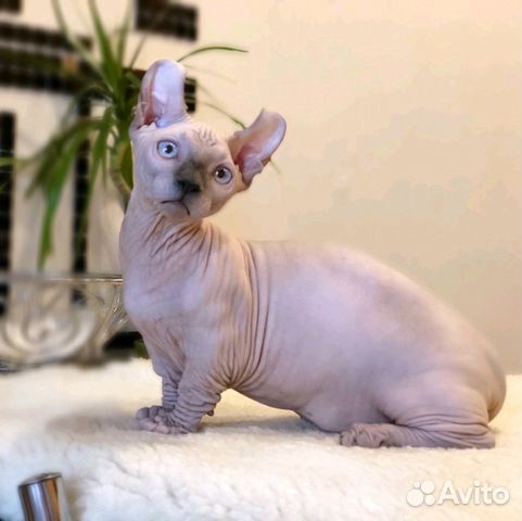 Канадский сфинкс