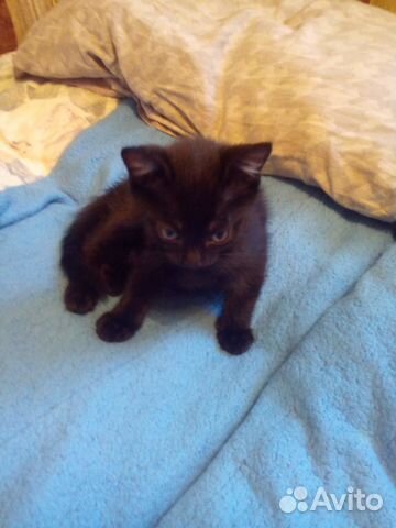 Отдадим котенка