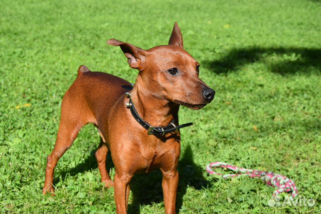 Цвергпинчер